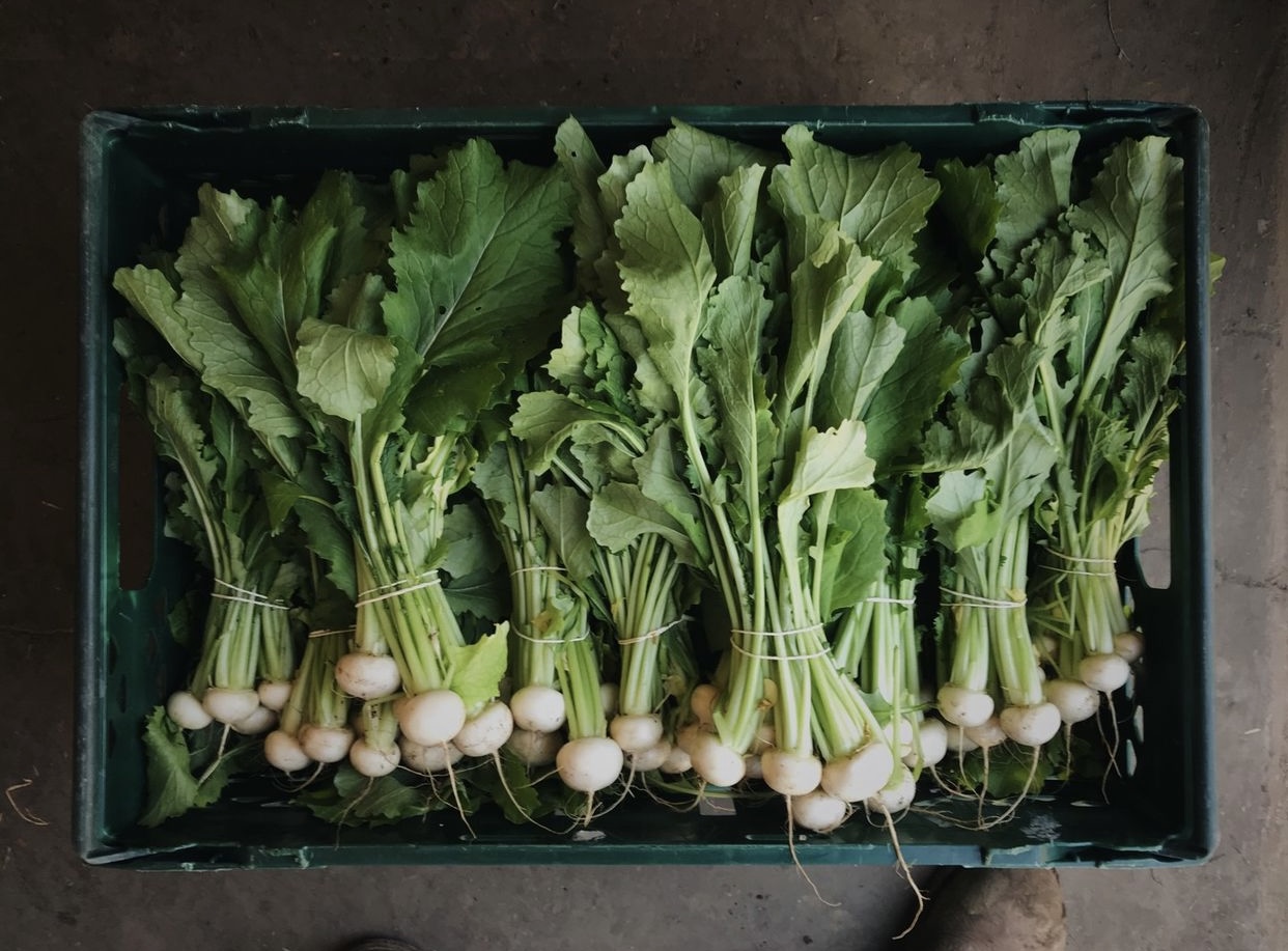 Salad Turnip, Radish, Cucumber & Red Onion Salad with Honey & Mint ...